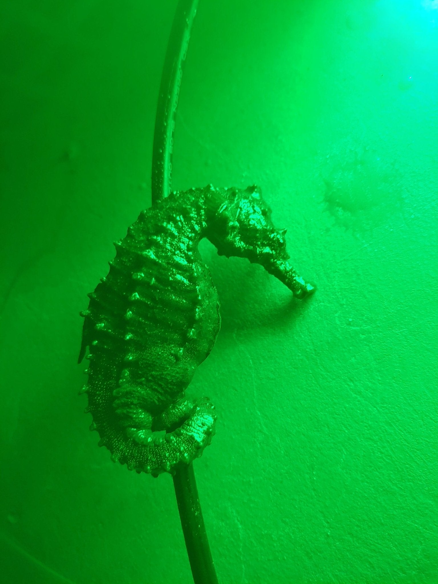 Green Blob 15000 Lumen LED Underwater Fishing Light - Texas-Made ...